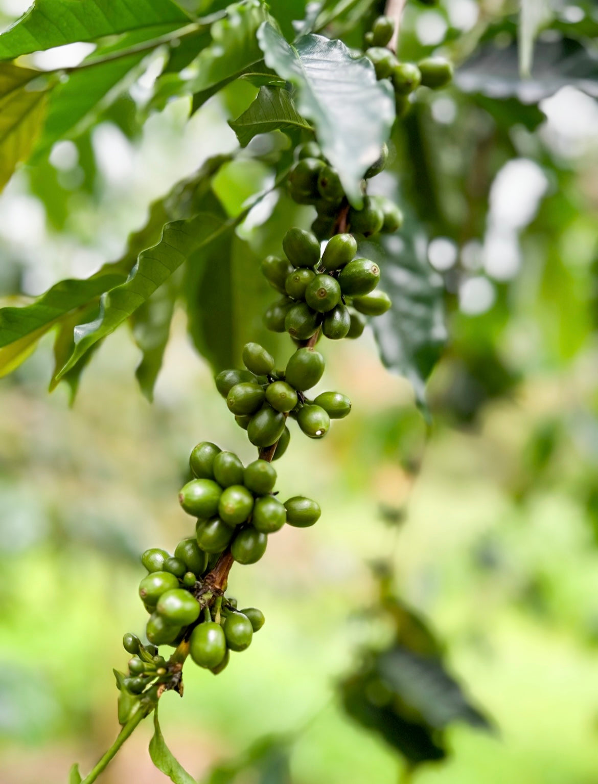 KonaCrownCoffee – Kona Crown Coffee